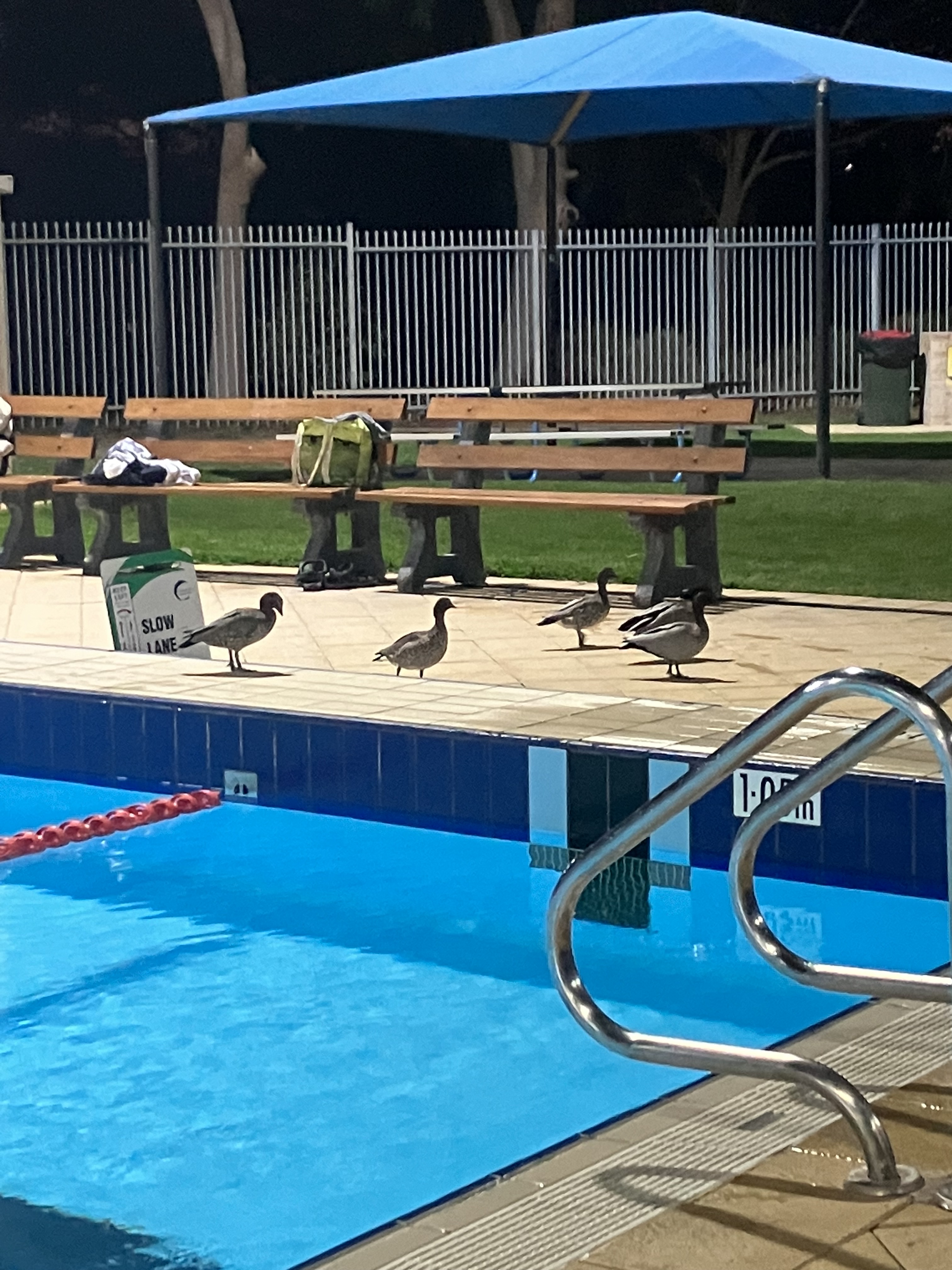 Swimming Superstar! 🌟 – Katherine Allum